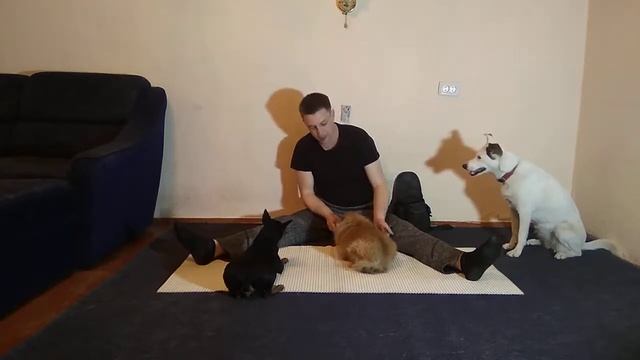 Померанский шпиц