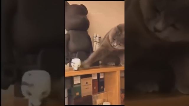 funny cats 27 #shorts