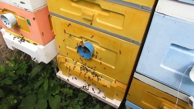 14 июня 2022 года - развитие 4 рамочного отводка в холодную безвзяточную весну в теплом улье