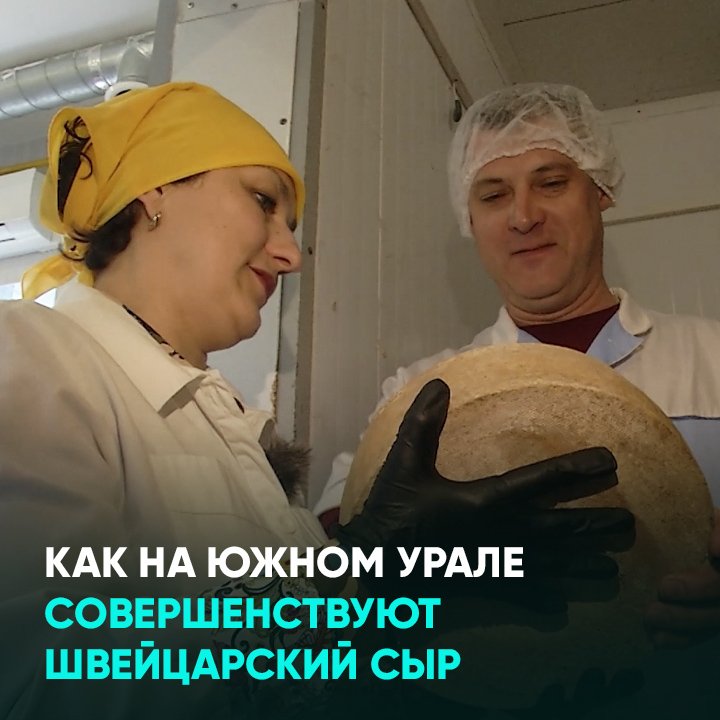 Как на Южном Урале совершенствуют швейцарский сыр