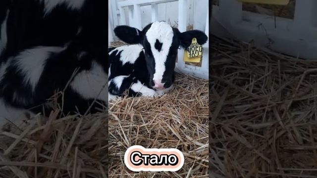 Когда прямо в цель)