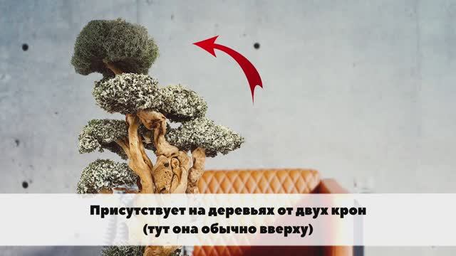 ОЧЕНЬ КРАСИВЫЙ ДЕКОР ПОДАРКОВ