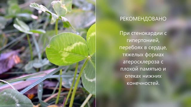 СБОР № 67. ПРИ СТЕНОКАРДИИ С ГИПЕРТОНИЕЙ, ТЯЖЕЛЫХ ФОРМАХ АТЕРОСКЛЕРОЗА С ПЛОХОЙ ПАМЯТЬЮ И ОТЕКАМИ.