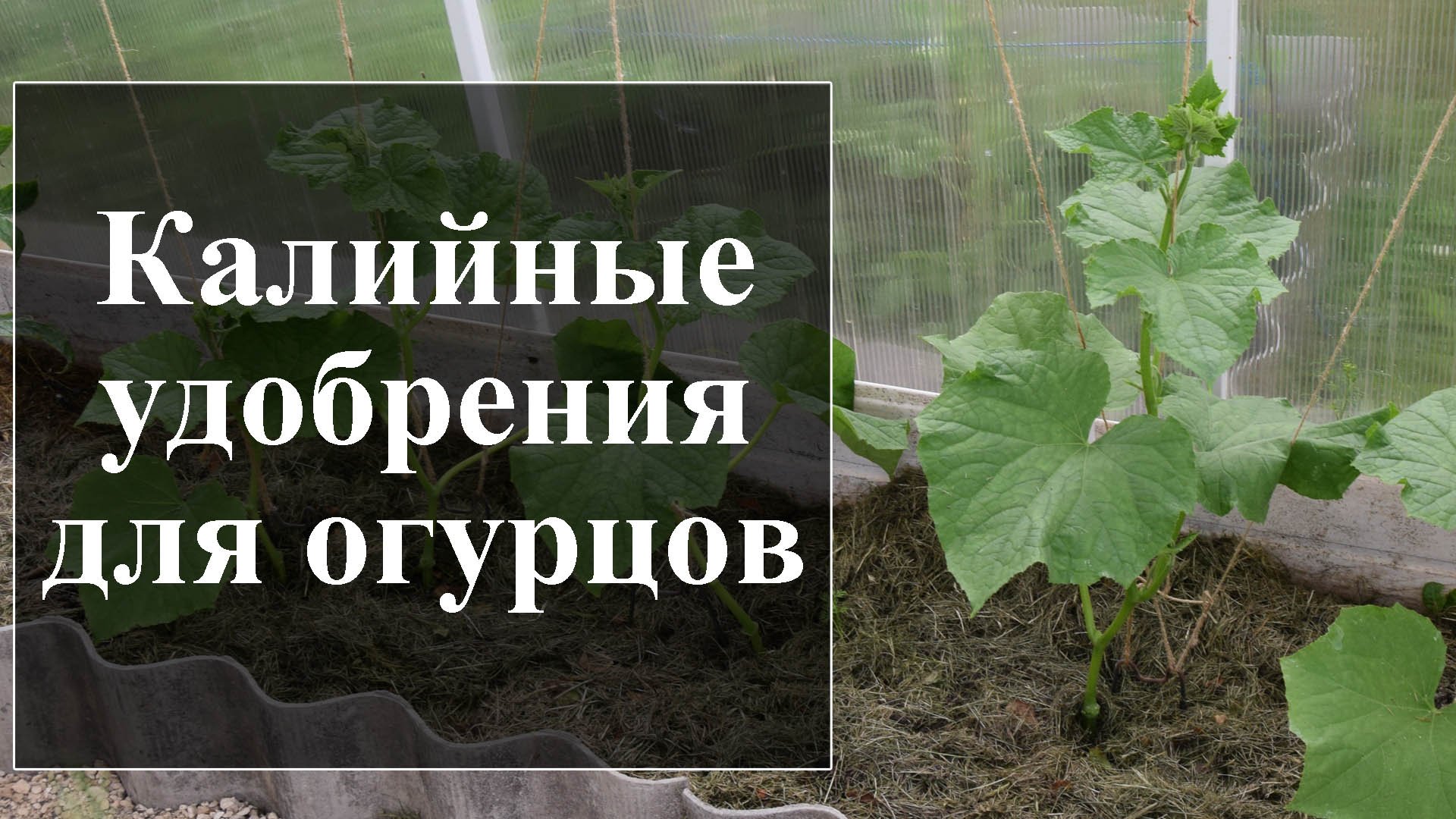 Калийные удобрения для огурцов