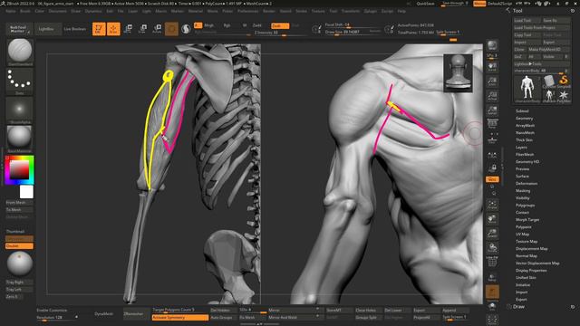 36_Фигура _мышцы плеча для создания #3d_персонажей