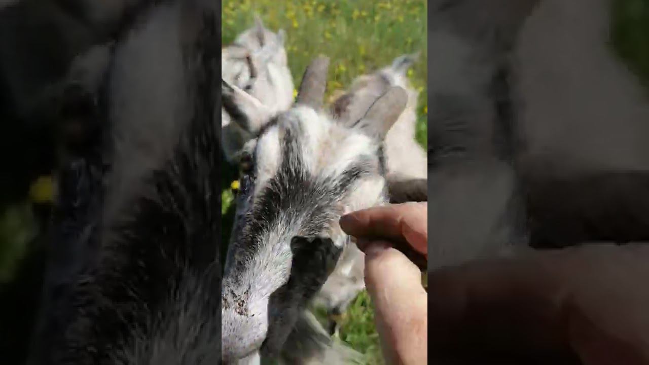 Бородатый козочка. Коза с козленком.