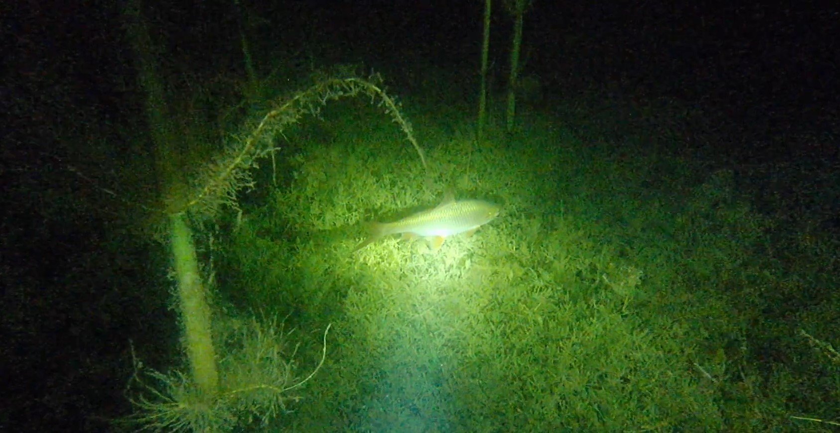 Ночная жизнь под водой. Фотоохота.