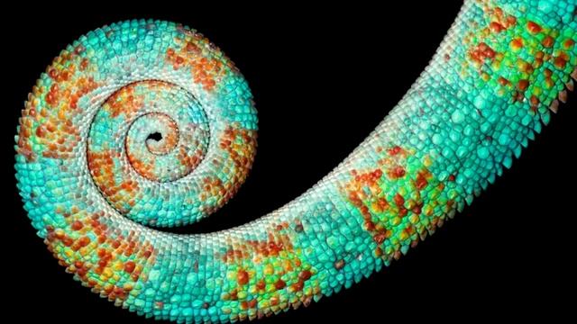 ЧИСЛА ФИБОНАЧЧИ УДИВИТЕЛЬНАЯ ЗАКОНОМЕРНОСТЬ [Число ФИ и Золотое сечение]