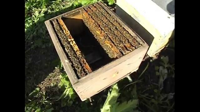работы на пасеке в июне - как уберечь пчел от роения - часть 1 ( формирую противороевой отводок )