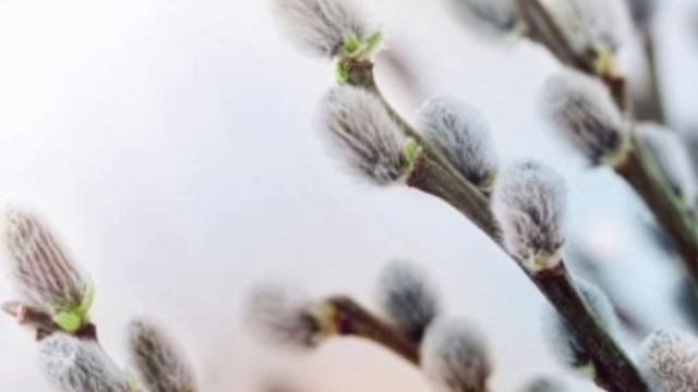 Волшебное Вербное воскресенье Ритуалы и Заговоры на Вербное воскресенье и на вербу. заговор на вербу