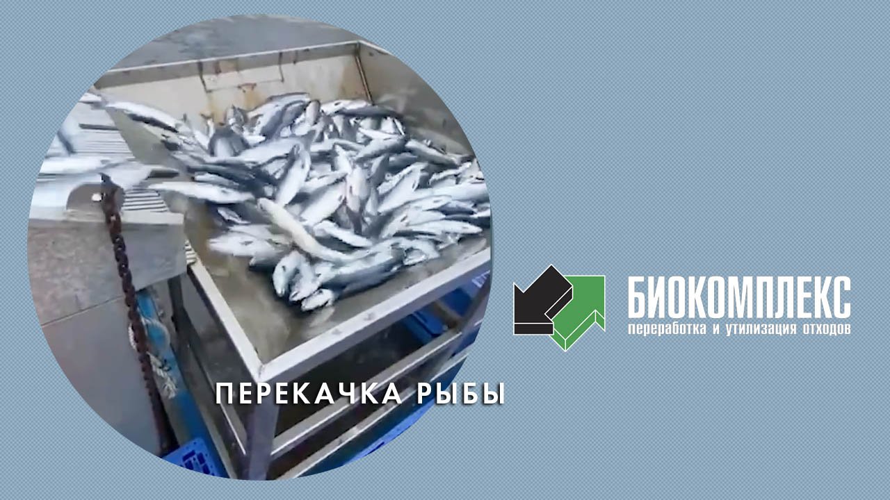 Перекачка рыбы