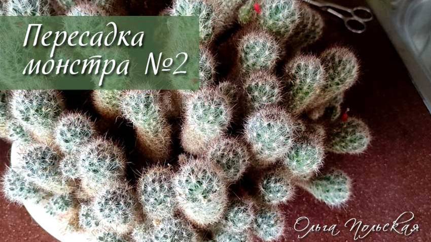 Домашние Кактусы . Пересадка монстра №2. Хроника,  октябрь 2022