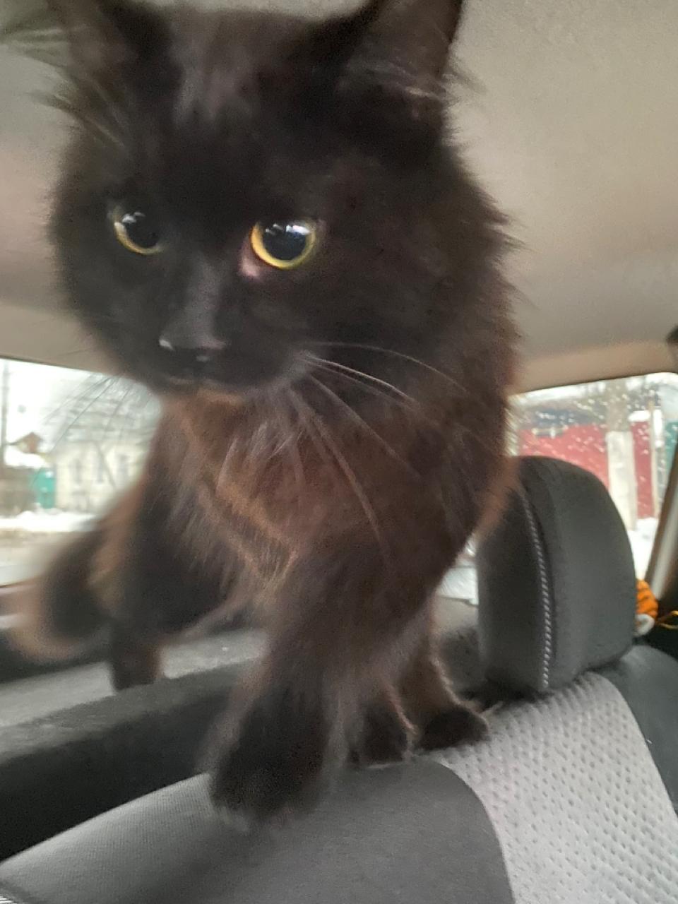 Посадка кота в машину / Кот ездит в авто