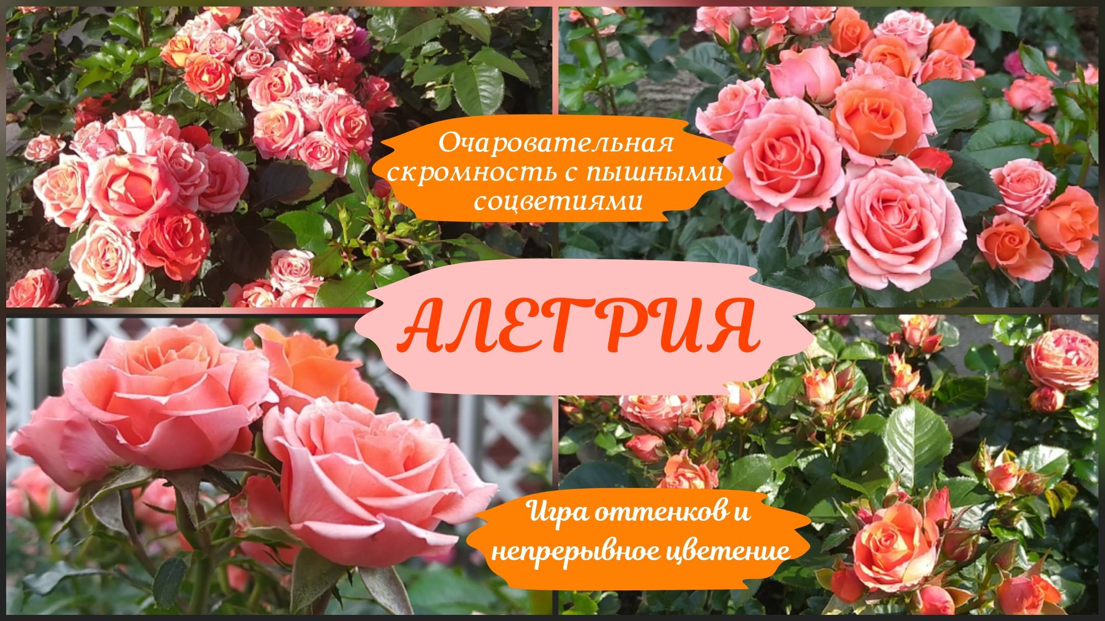 Роза Алегрия - очаровательная скромность с пышными соцветиями.