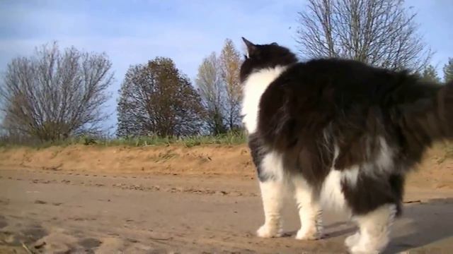 Греются зверушки