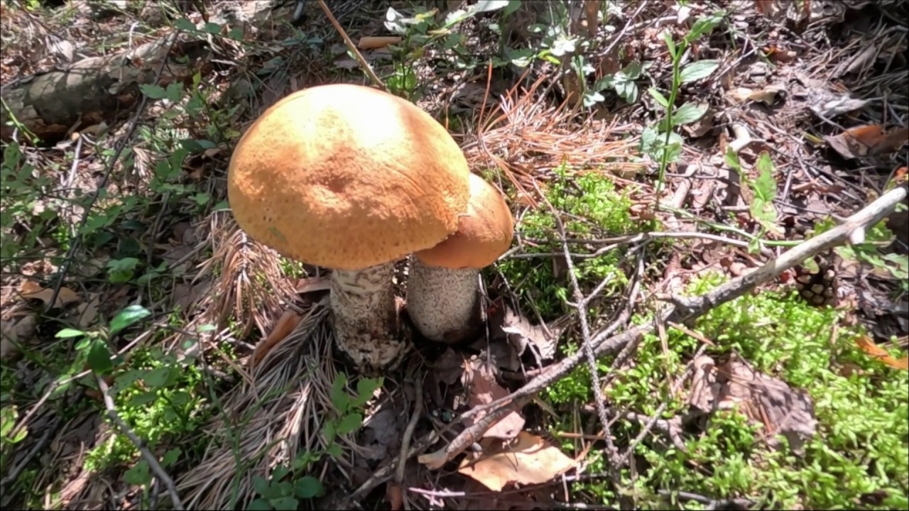 Желтые подосиновики. В начале осени в лесу было много хороших грибов