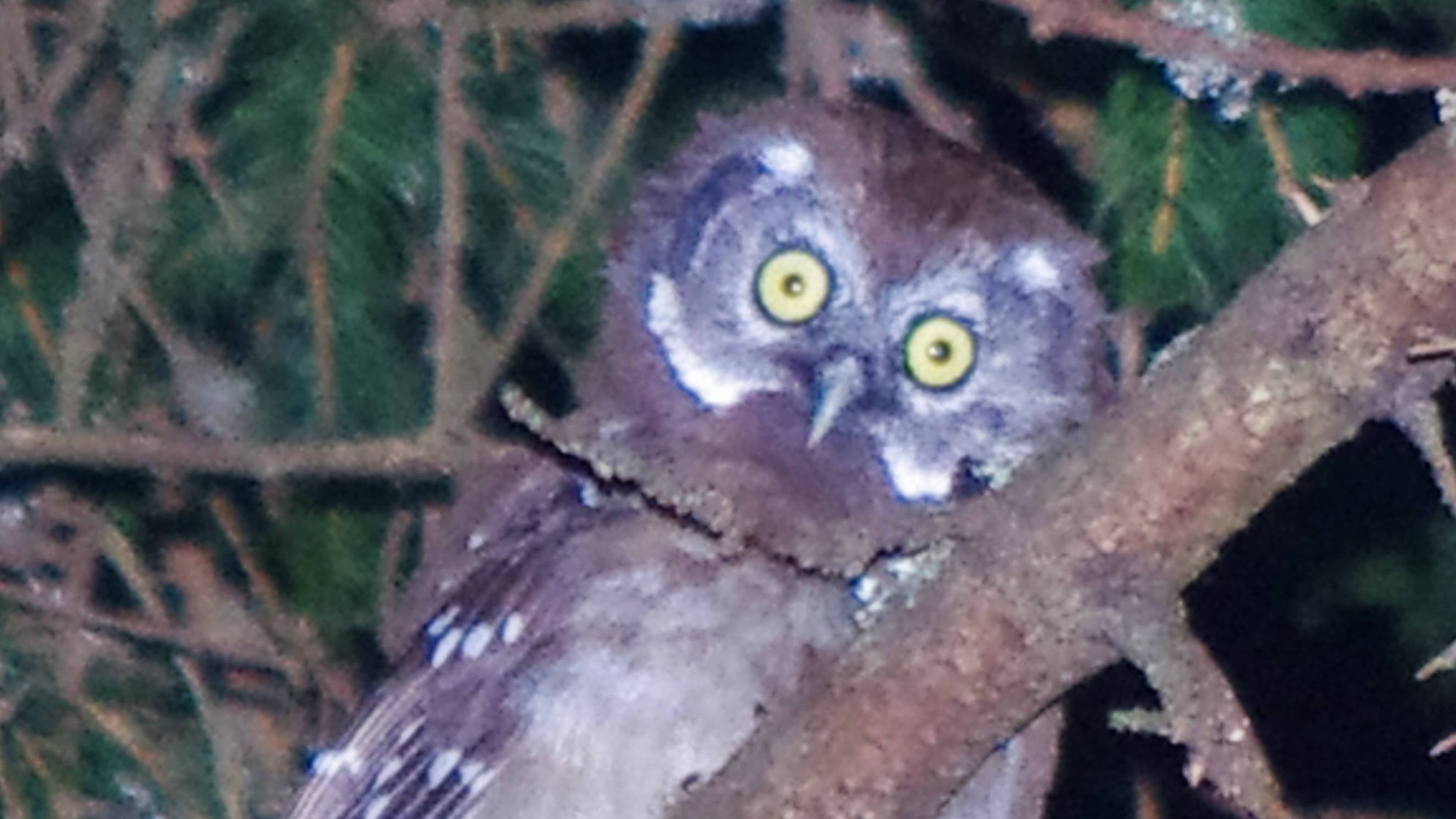 Мохноногий сыч 4 Шершни и танцы