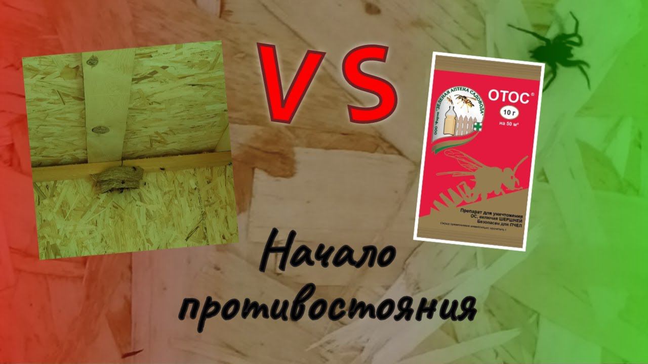 Начало противостояния: как мы боремся с шершнями на участке