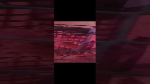 Озонатор в аквариуме с креветкой Макробразиум Розенберг, с нильской тиляпией, с гуппи улитками и рас