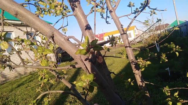 Мой сад, первый опыт обрезки.