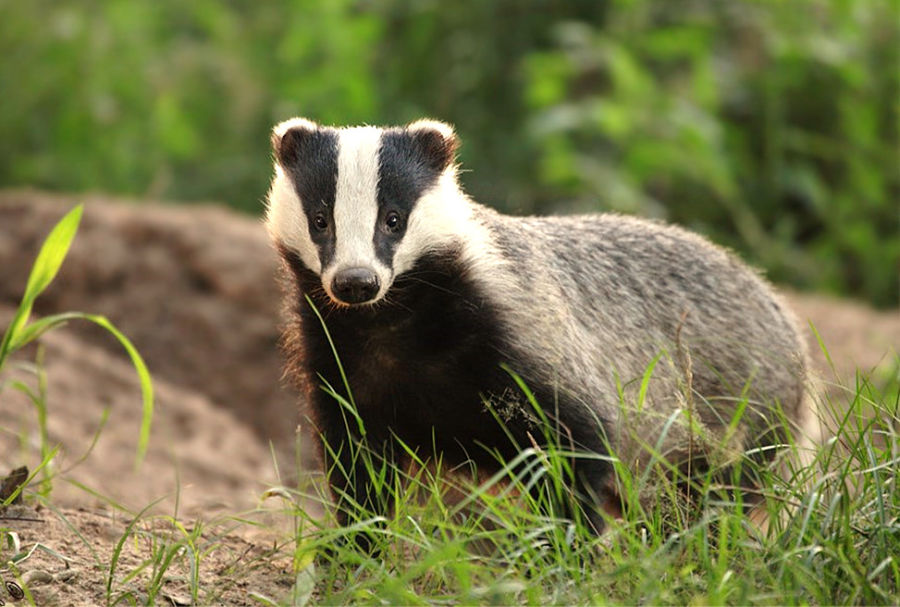 Животный мир Купинского района. Барсук.