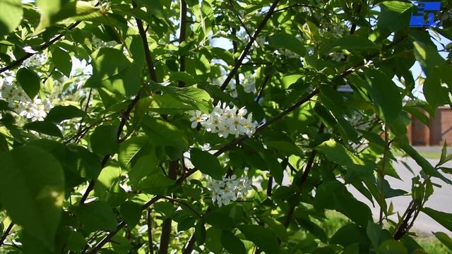 Черемуха.mp4