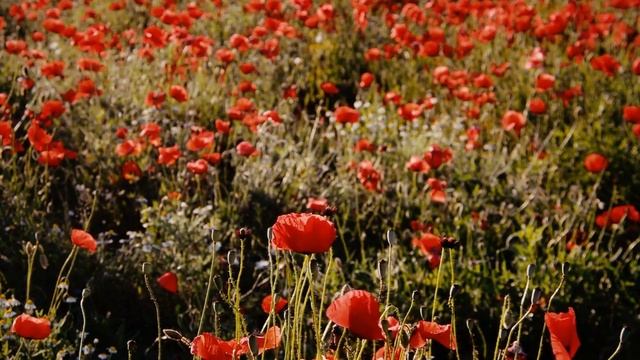 Марс во Льве для мужчин