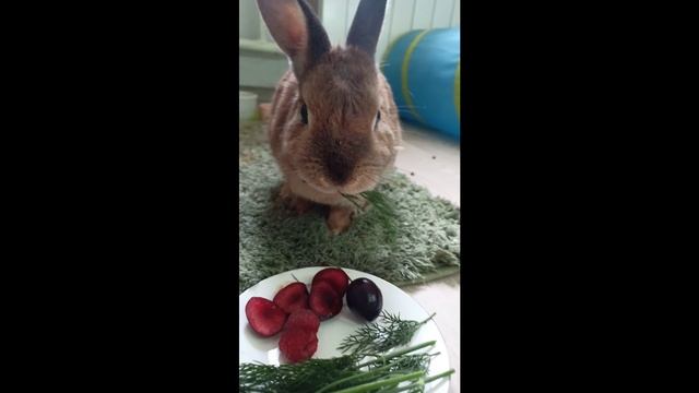 У Ирискина укроп вне конкуренции