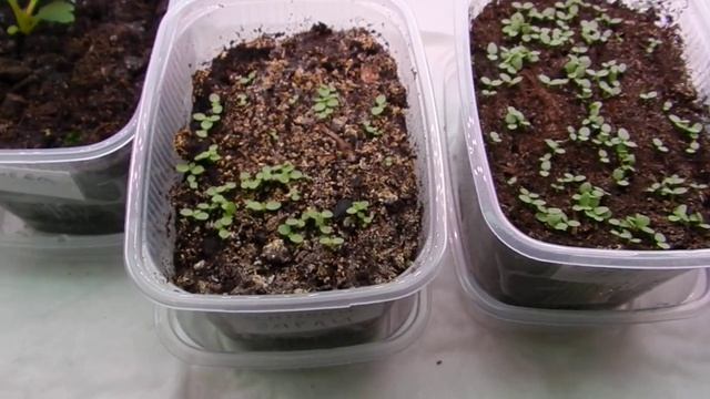 Выращивание табака сезон 2021 часть 2