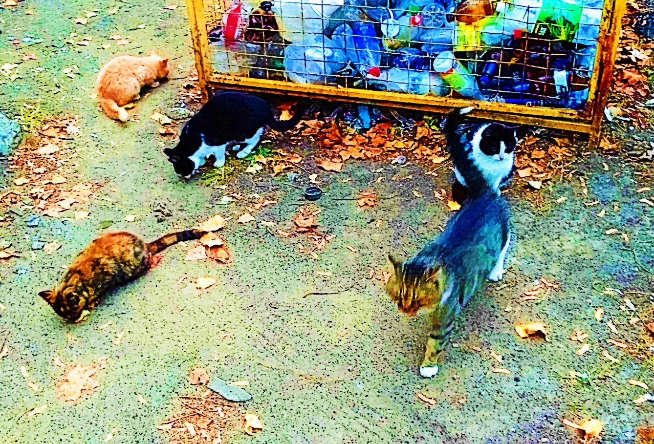 Мусорная Банда Котеек ??? #cute #cats #fun #miau #shorts