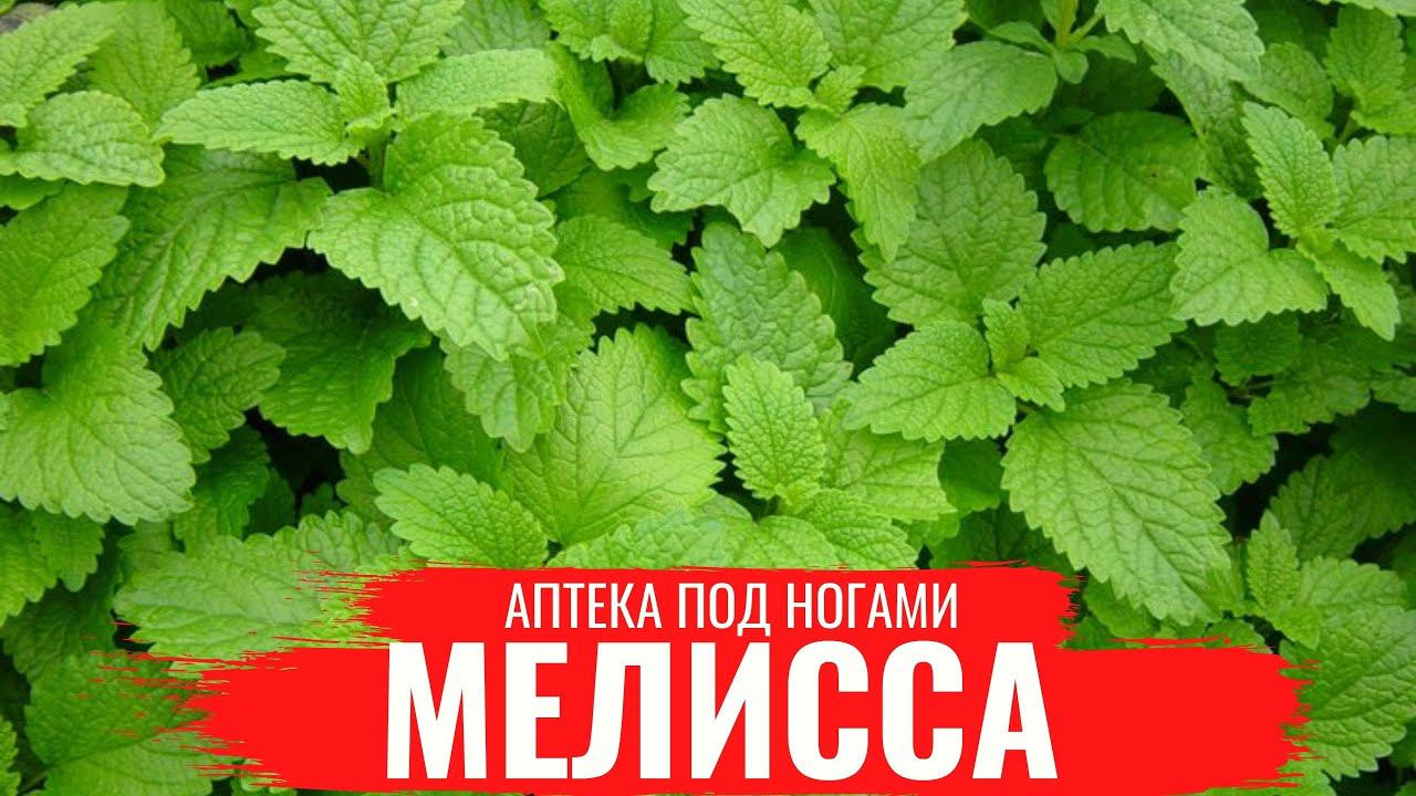 МЕЛИССА / О правилах сбора, нюансах заготовки и приготовлении полезных настоев /Аптека под ногами