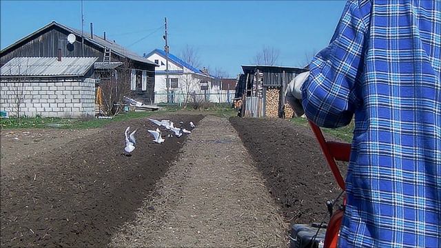 Сад и огород посевная