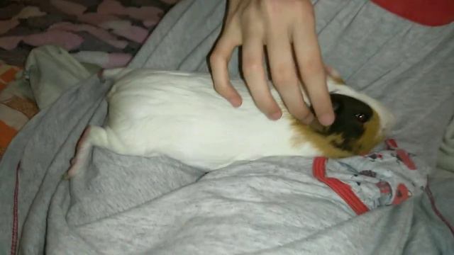 МОРСКАЯ СВИНКА ТРЕБУЕТ ВНИМАНИЯ И ЗАБОТЫ)