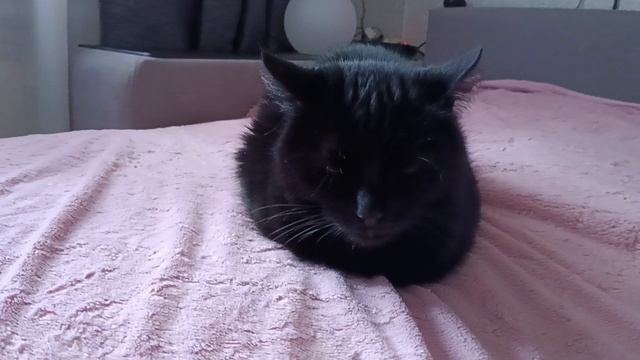 короче говоря, Симка и Алиса пошли в школу на 24 часа! подпишись)))