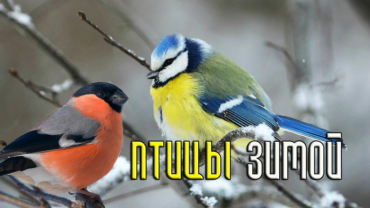 Птицы зимой (25 видов) и их зимние голоса (Птицы России) / Фильм 66