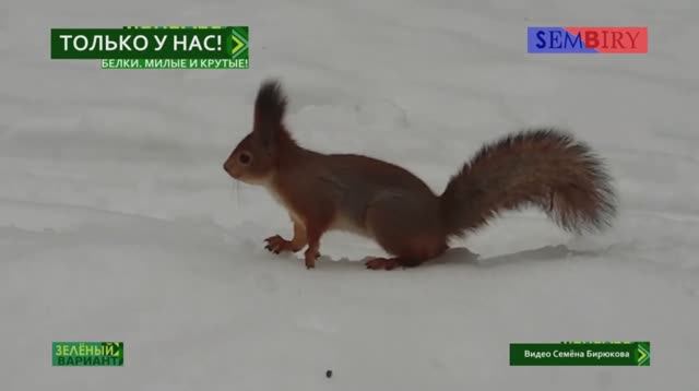 БЕЛКИ: МИЛЫЕ И СМЕШНЫЕ. ЗЕЛЁНЫЙ ВАРИАНТ. Выпуск от 28.05.2019