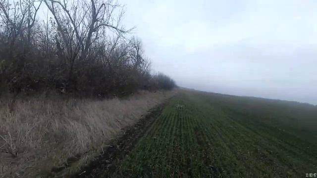 Бретон по зайцу в зарослях, добор подранка..mp4