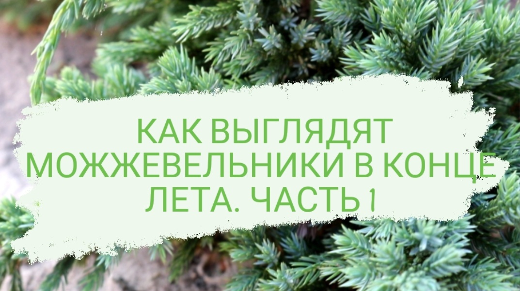 КАК ВЫГЛЯДЯТ МОЖЖЕВЕЛЬНИКИ В КОНЦЕ ЛЕТА 28.08.2022 г.