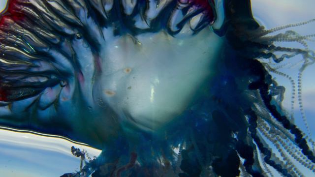 Голубая планета 2 4 серия «Большая синева» (документальный сериал, 2017)