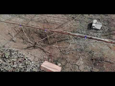 Подвязка винограда весна 2022