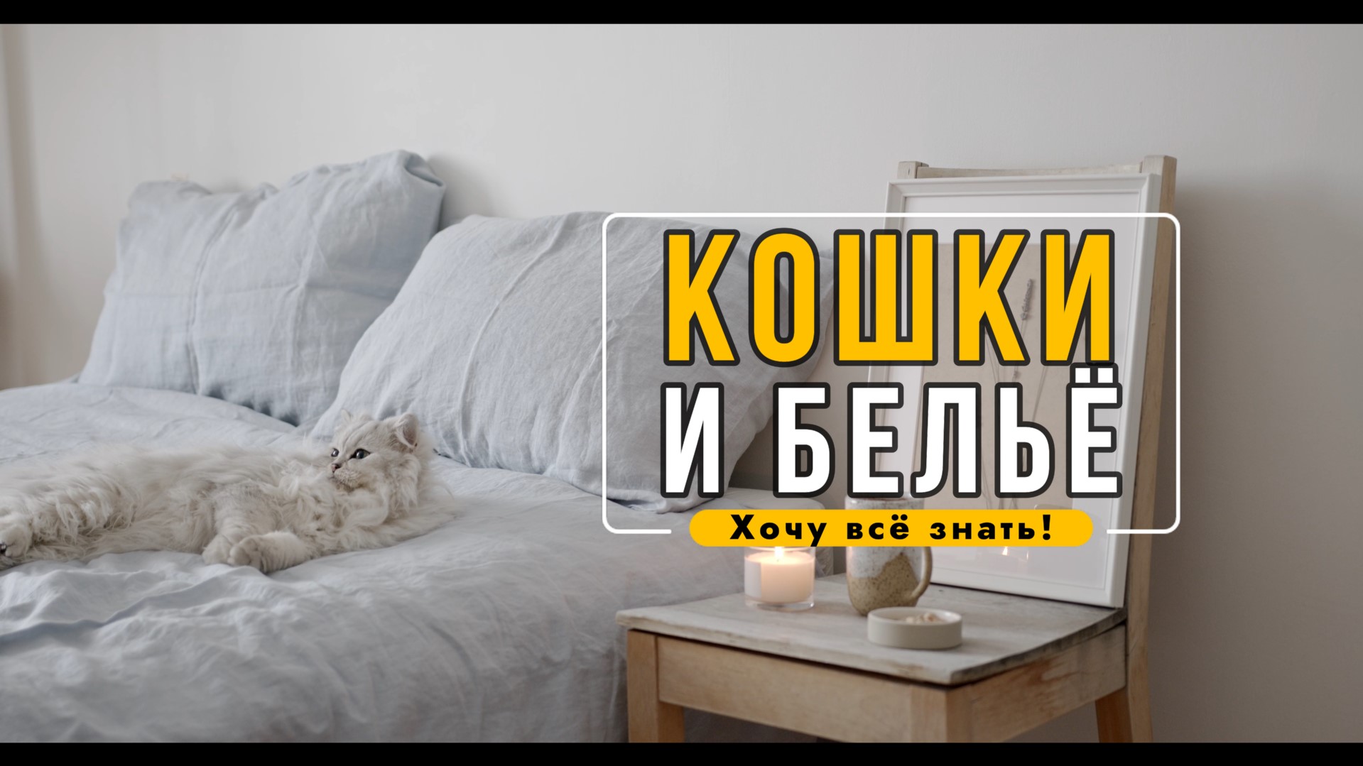 Узнайте, почему кошки прыгают на груды чистого белья или забытые свитера.