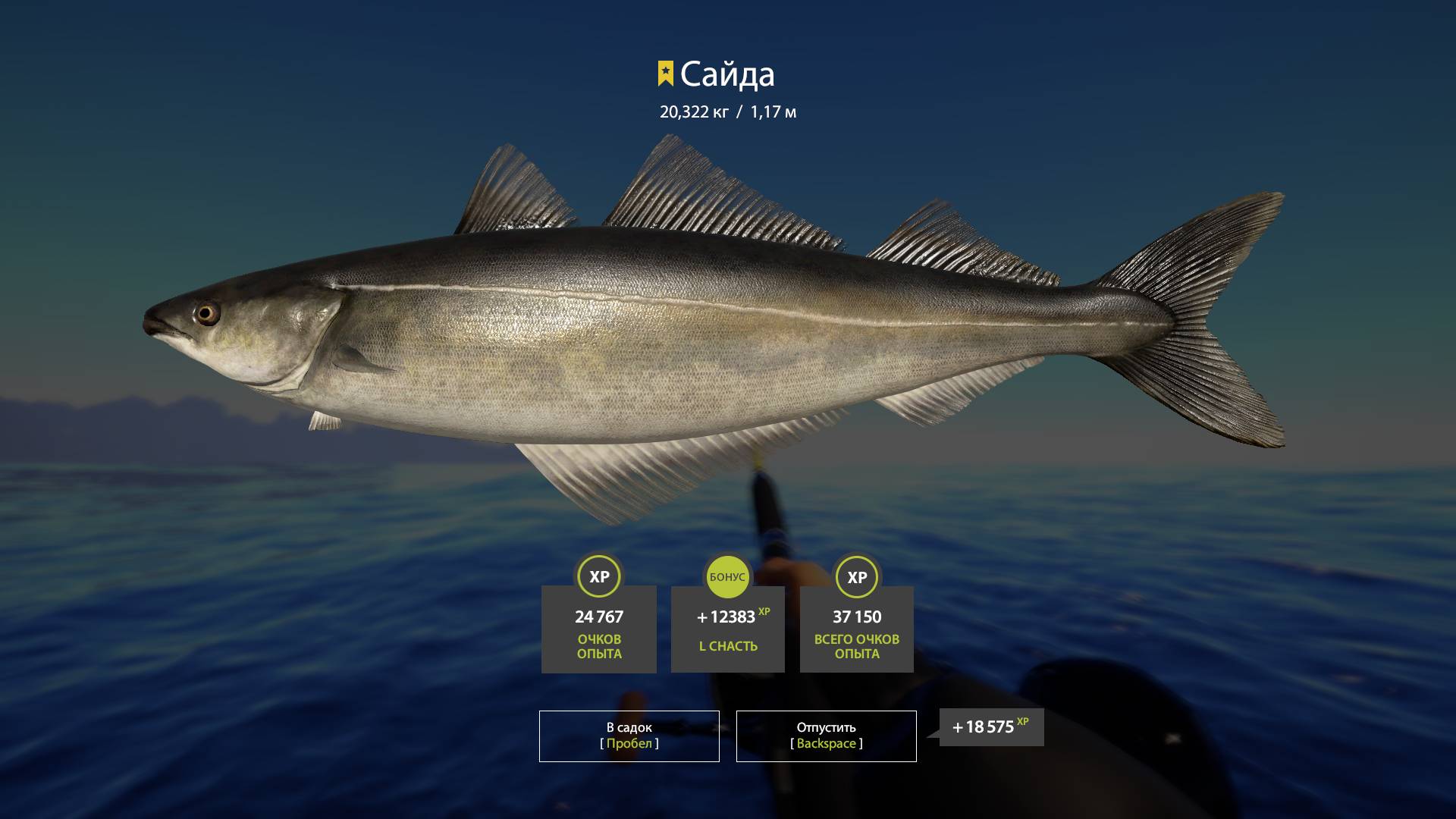 Русская рыбалка 4 Норвежское море 34 банка Трофейная Сайда