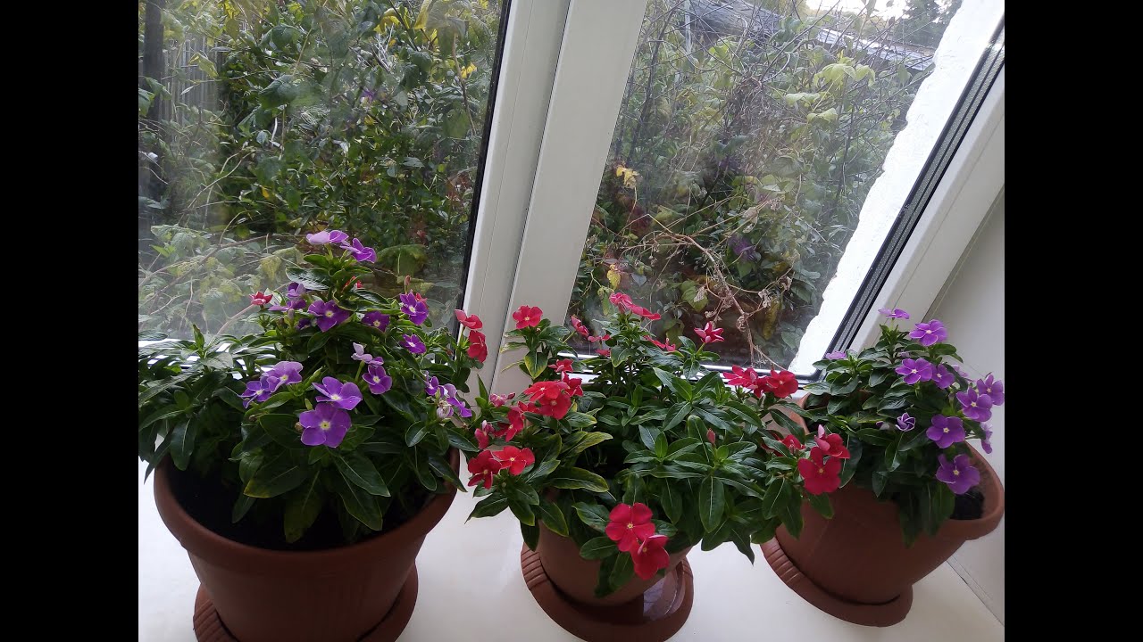 КАТАРАНТУС!!! Обзор и посев семян..