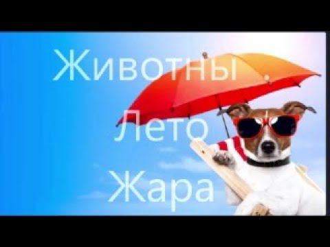Смешные и забавные моменты с животными -Животные vs Жара