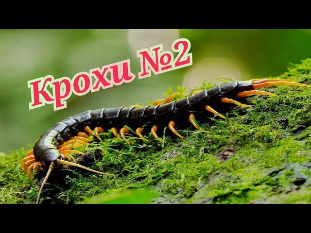Крохи № 2