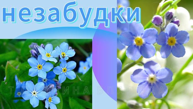 НЕЗАБУДКИ.Луговые цветы России.Лучшее видео Рутуба.