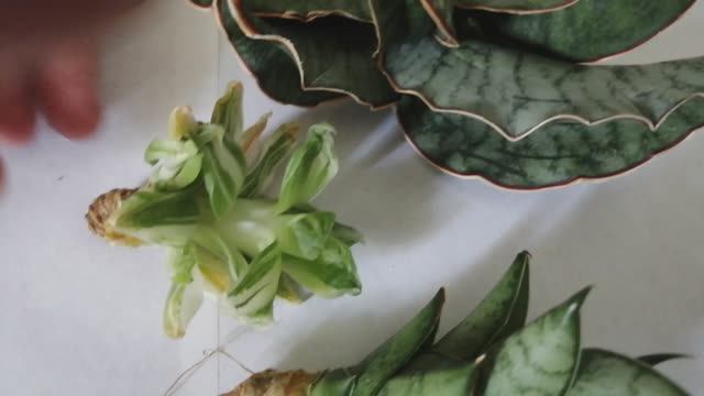 Распаковка посылки из Санкт-Петербурга 30.05.2024. Совместаня закупка растений из Индонезии