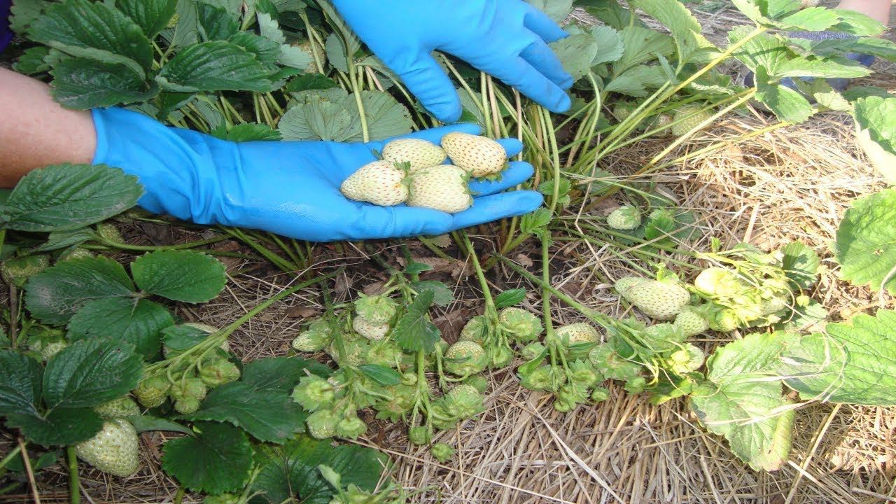 КЛУБНИКА С БЕЛЫМИ ПЛОДАМИ  БЕЛЫЙ ШВЕД , ОПИСАНИЕ  ДЕГУСТАЦИЯ