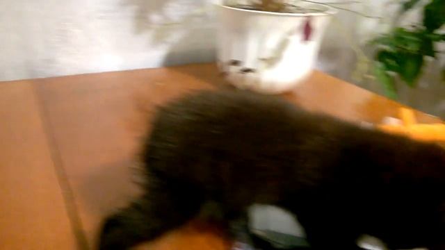 Бесхвостая кошечка Кимочка//Tailless cat