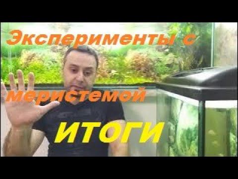 Итоги меристемного эксперимента! Смотреть до конца! (Архив от 3.01.2023)